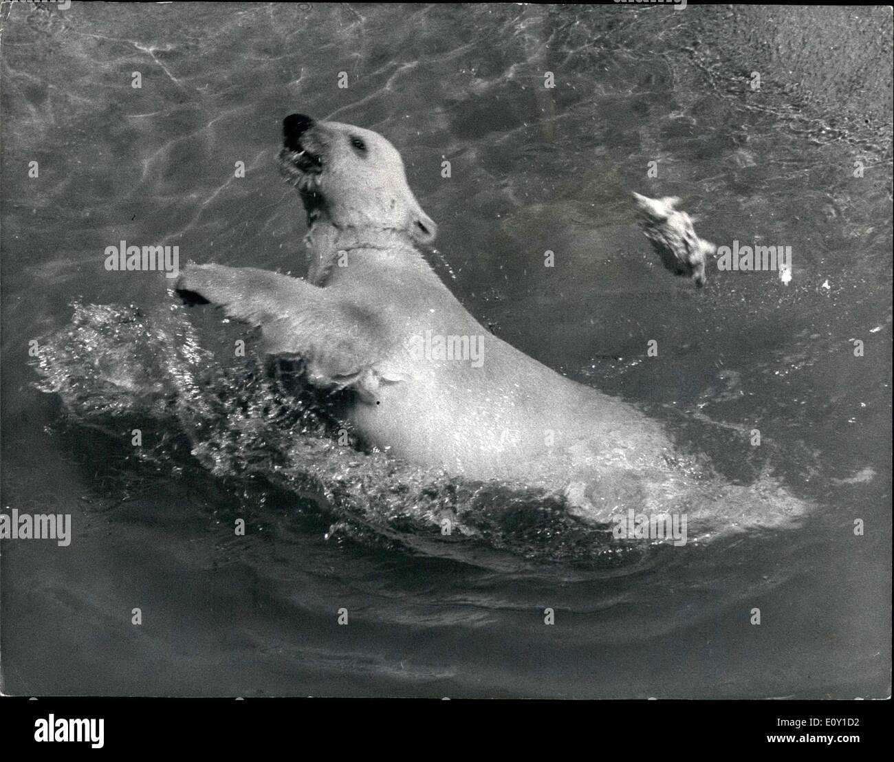 May 05, 1968 - Pipaluk Indulges In His Newly Acquired Skill - A Swim In ...