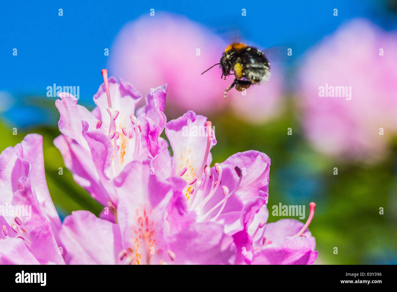 Bumble Bee hovering over a flower Stock Photo - Alamy