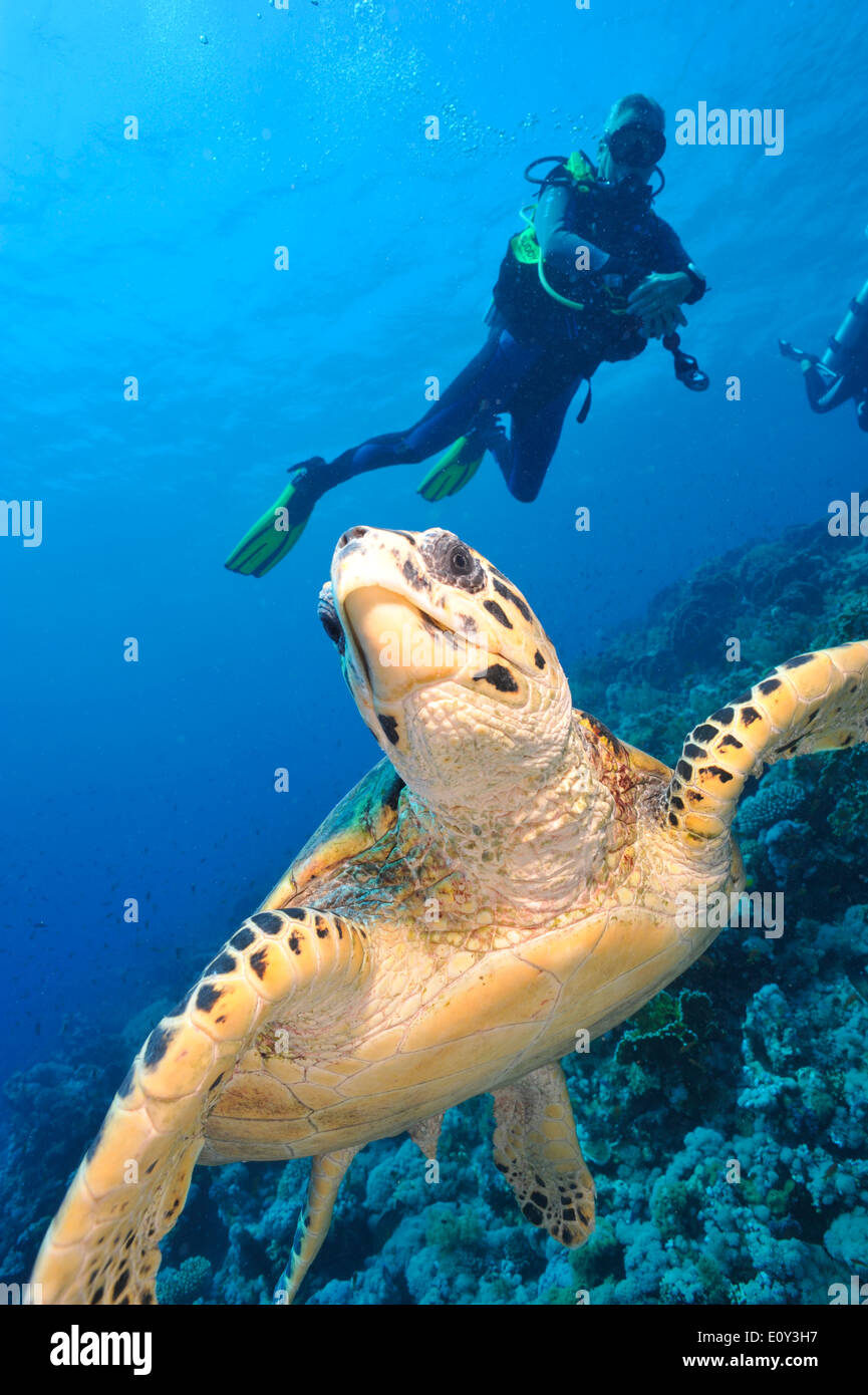Scub diving hi-res stock photography and images - Alamy