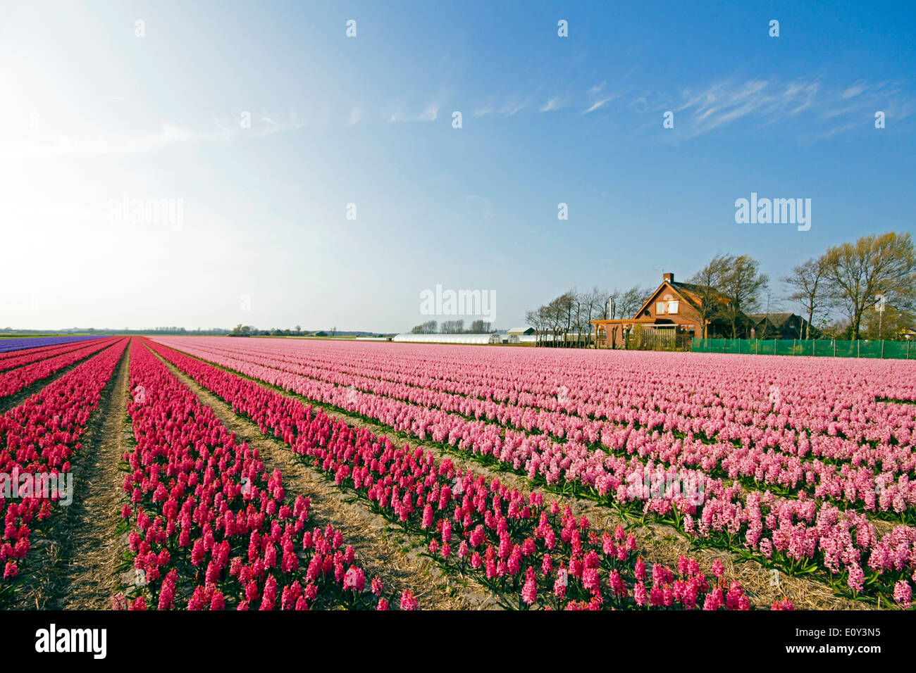 Colorful spring tulip fields in the Netherlands Stock Photo - Alamy