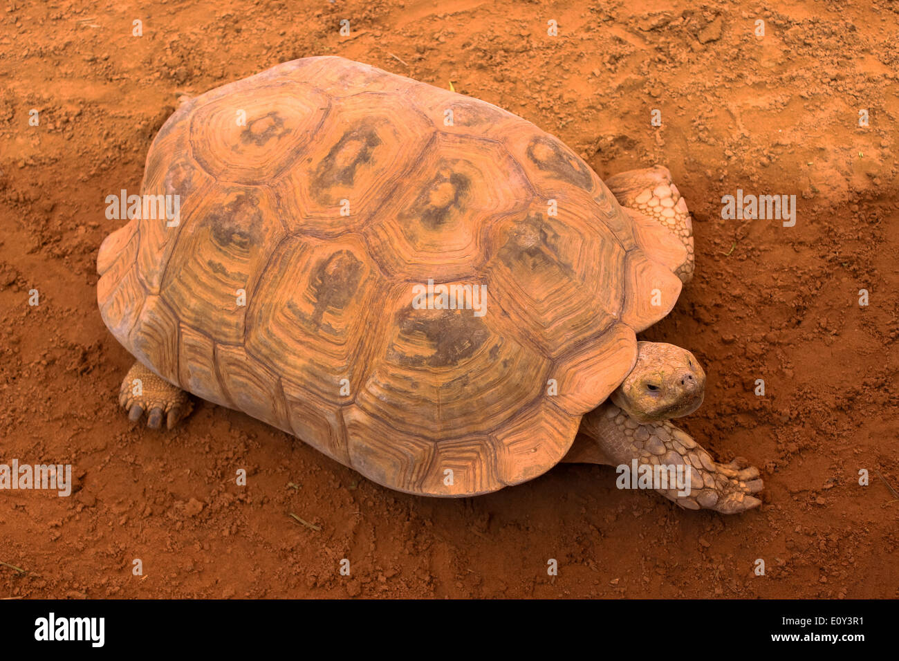 King animals hi-res stock photography and images - Alamy
