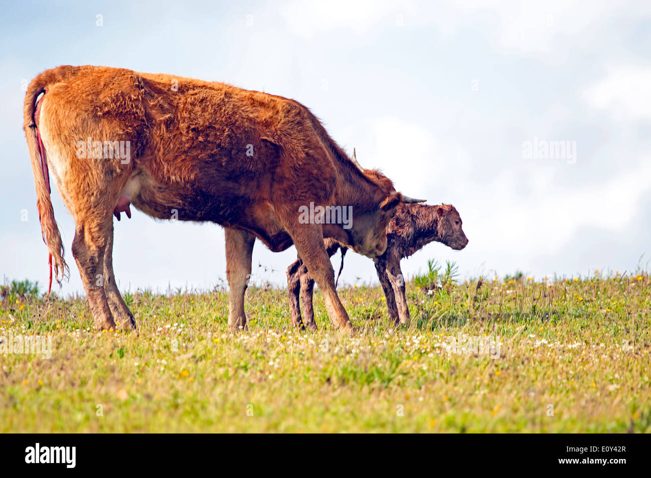 Mother cow with newborn baby calf in the countryside Stock Photo - Alamy