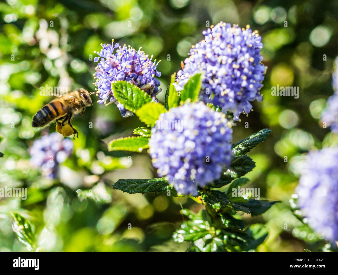 Bee collecting pollen Stock Photo - Alamy