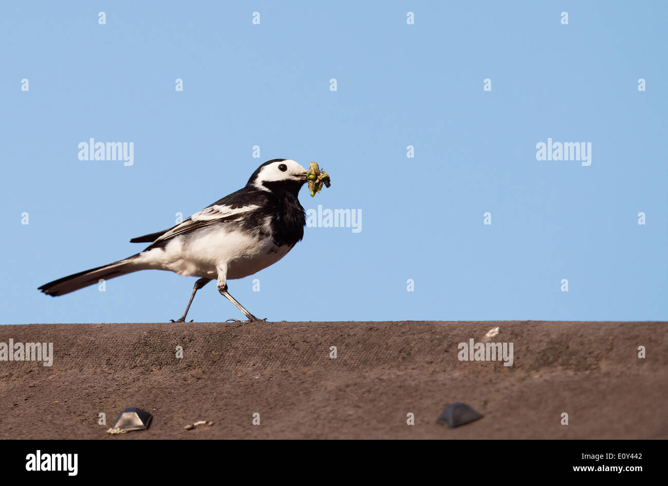 Pied Wagtail Motacilla alba with mouthful of food for it's chicks Stock ...