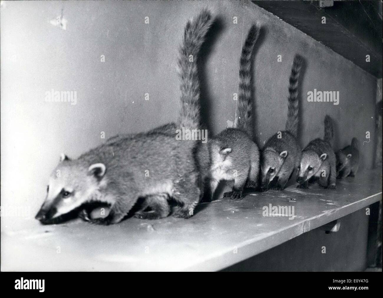Jul. 18, 1968 - Pictured here are coati babies from Hellabrunn Zoo ...