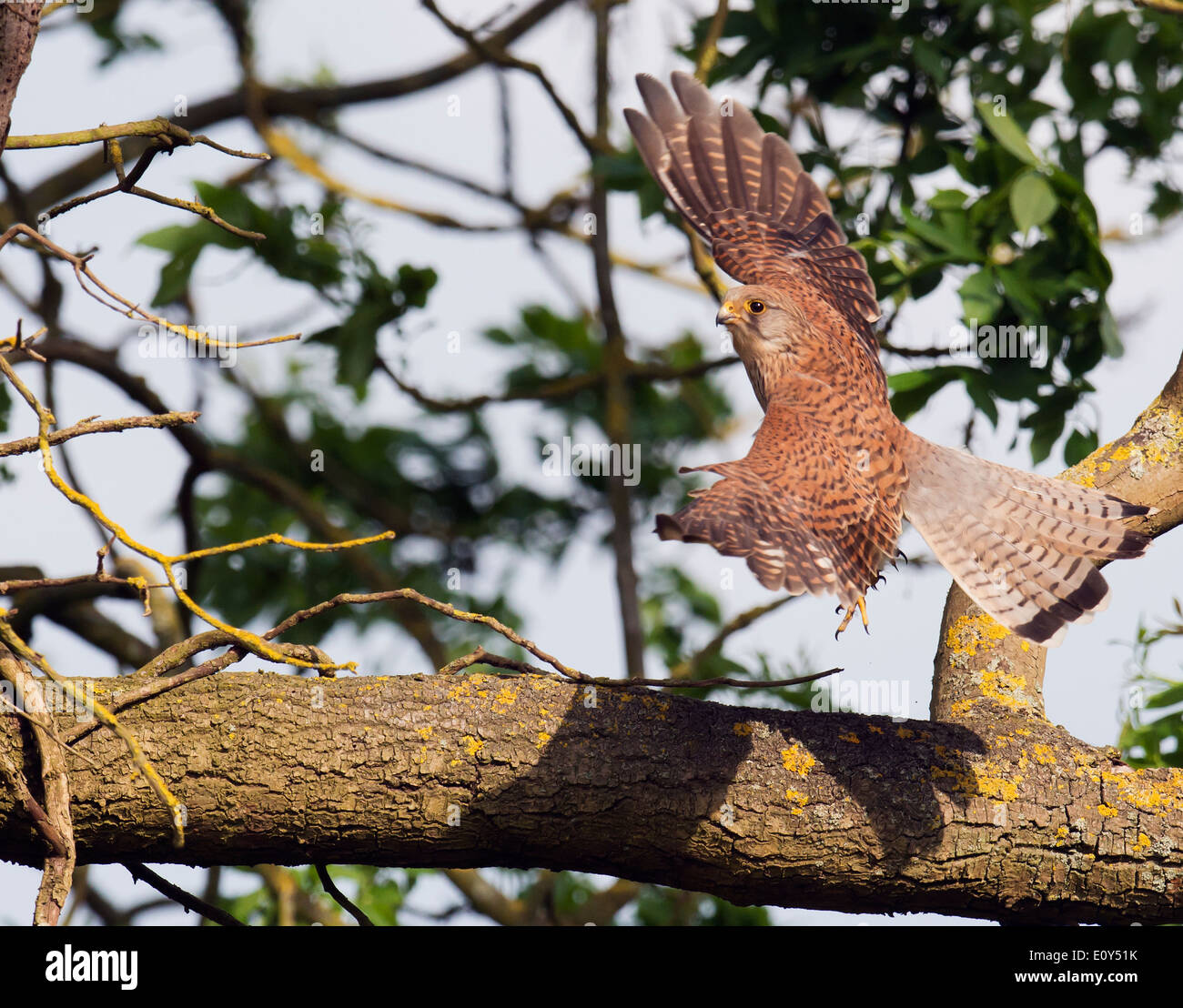 Female kestrel hi-res stock photography and images - Alamy