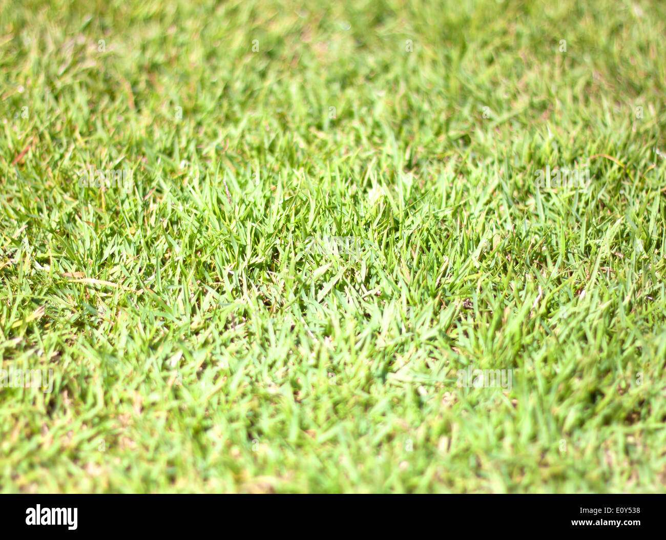 Grass background closeup photo of green grass Stock Photo - Alamy