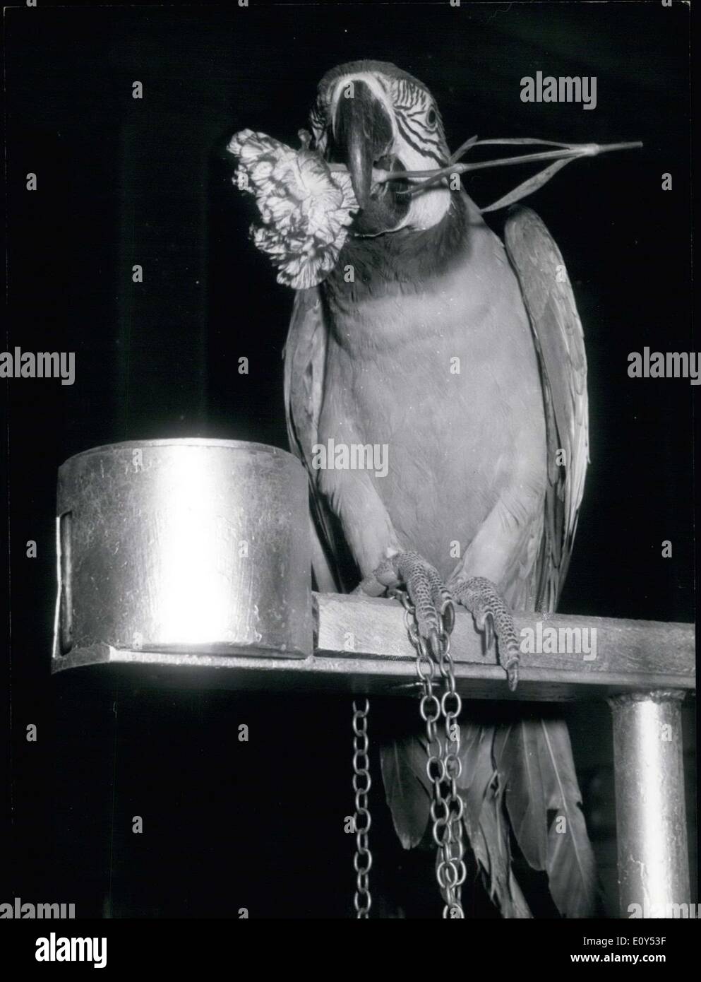 Nov. 08, 1968 - Macaw with a Carnation at the Bird Exposition in Paris ...