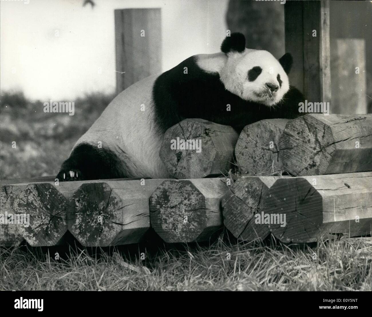 Chi chi the panda hi-res stock photography and images - Alamy