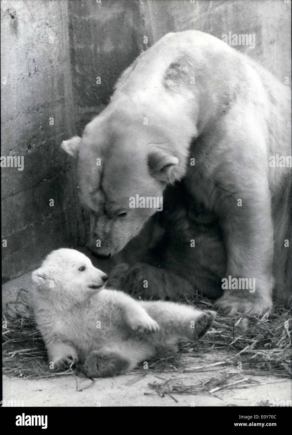 Black bear 1 month hi-res stock photography and images - Alamy