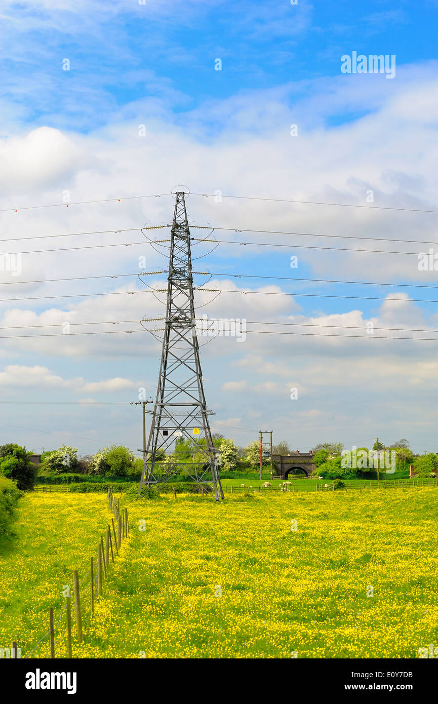 An electricity pylon standing in a yellow carpeted field England uk ...
