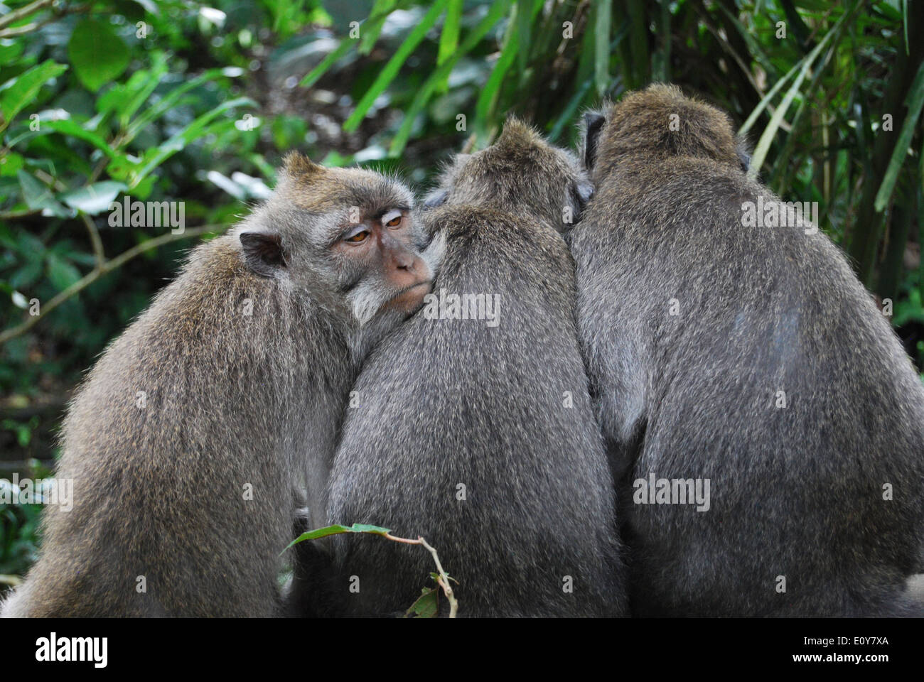 Three monkeys hi-res stock photography and images - Alamy