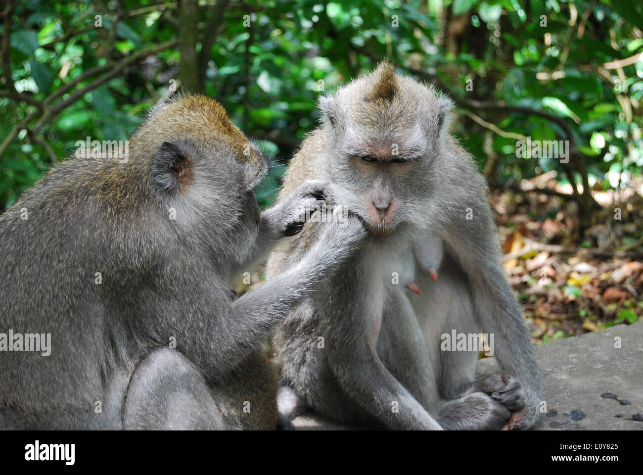 Monkeys bali hi-res stock photography and images - Alamy