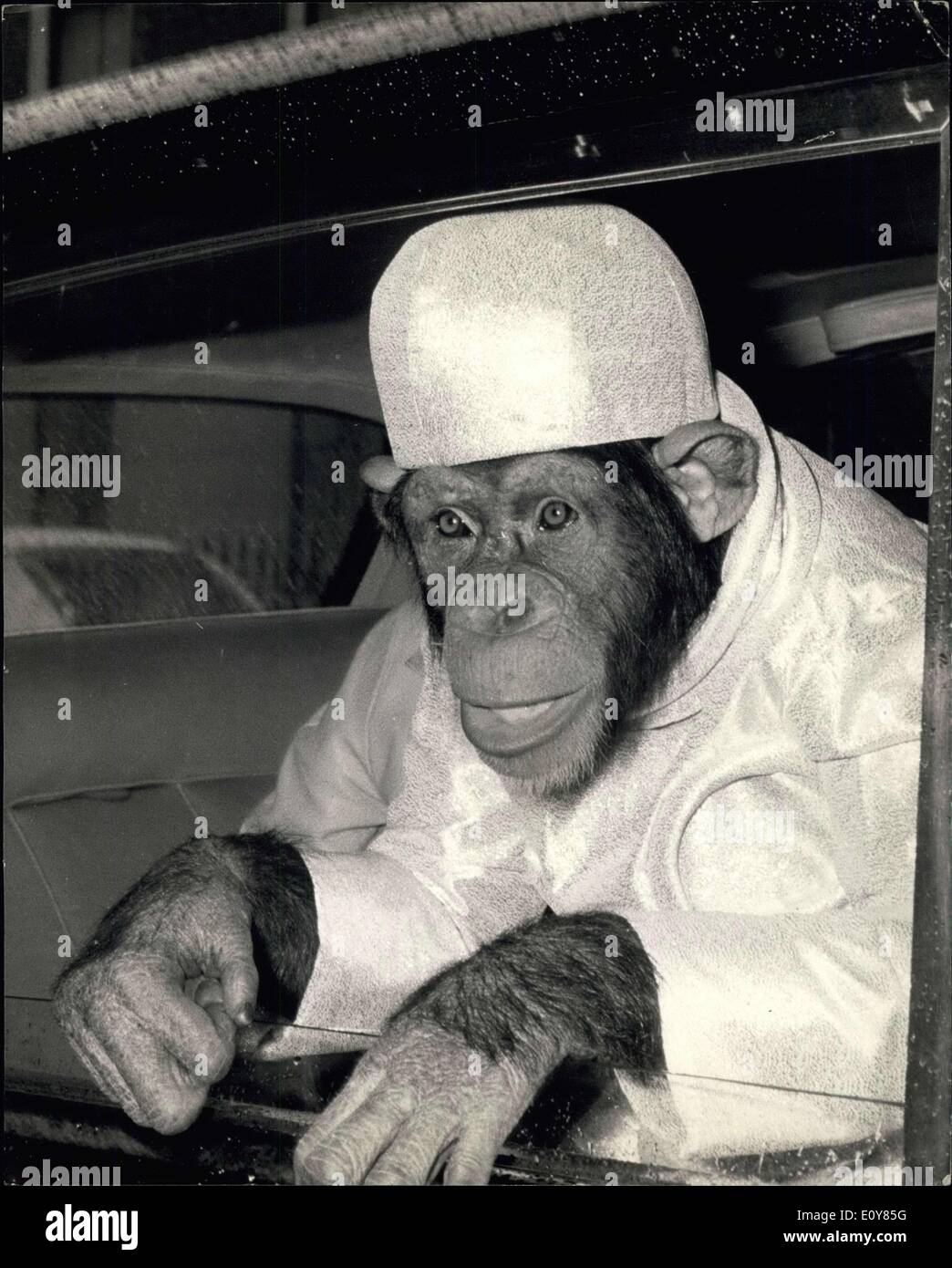 Chimpanzee tv hi-res stock photography and images - Alamy