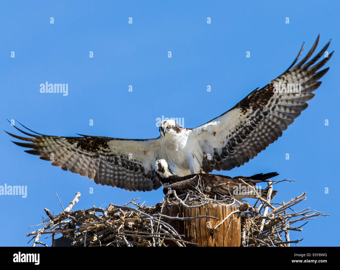 Osprey on nest, Pandion haliaetus, sea hawk, fish eagle, river hawk ...