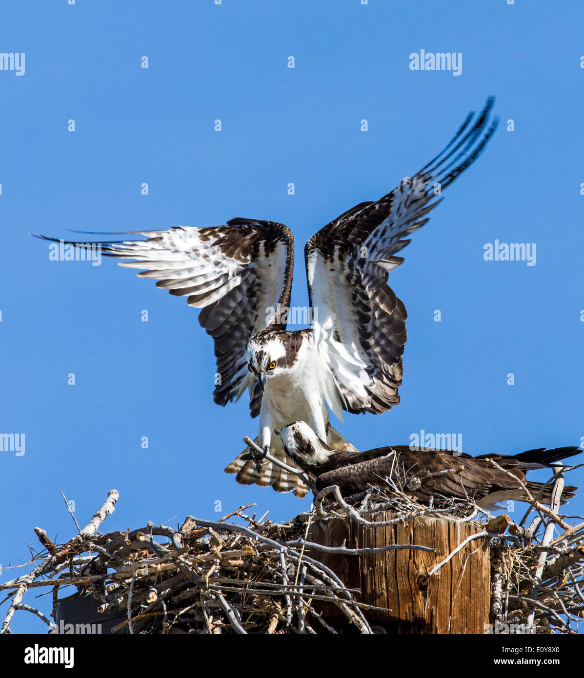 Osprey on nest, Pandion haliaetus, sea hawk, fish eagle, river hawk ...