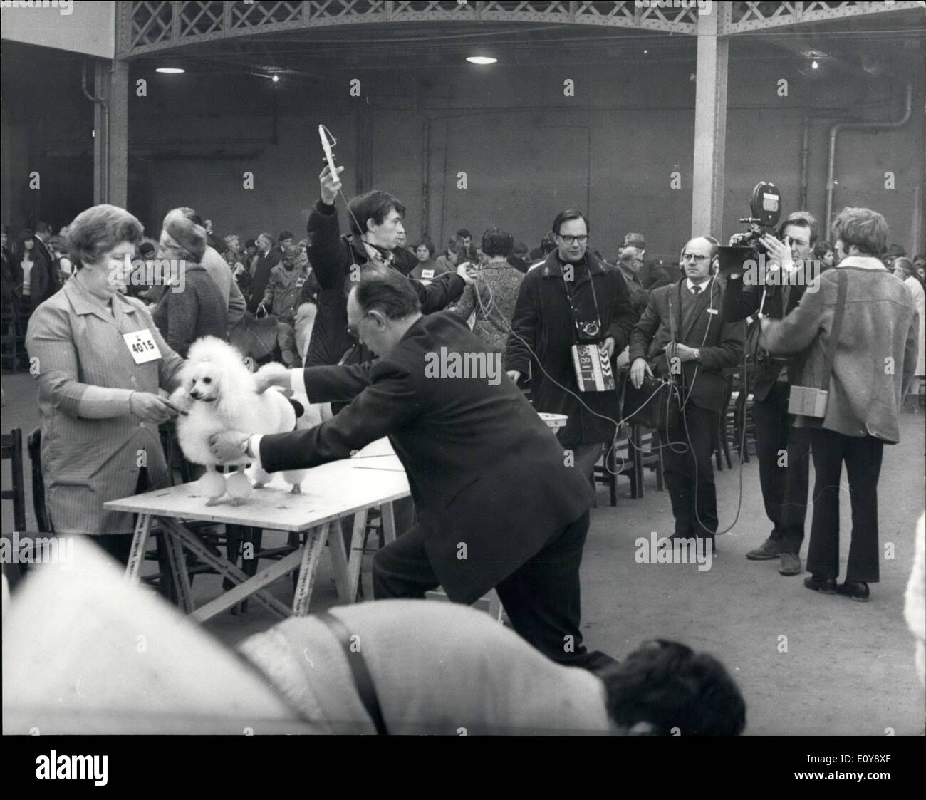 Dog show classes hi-res stock photography and images - Alamy