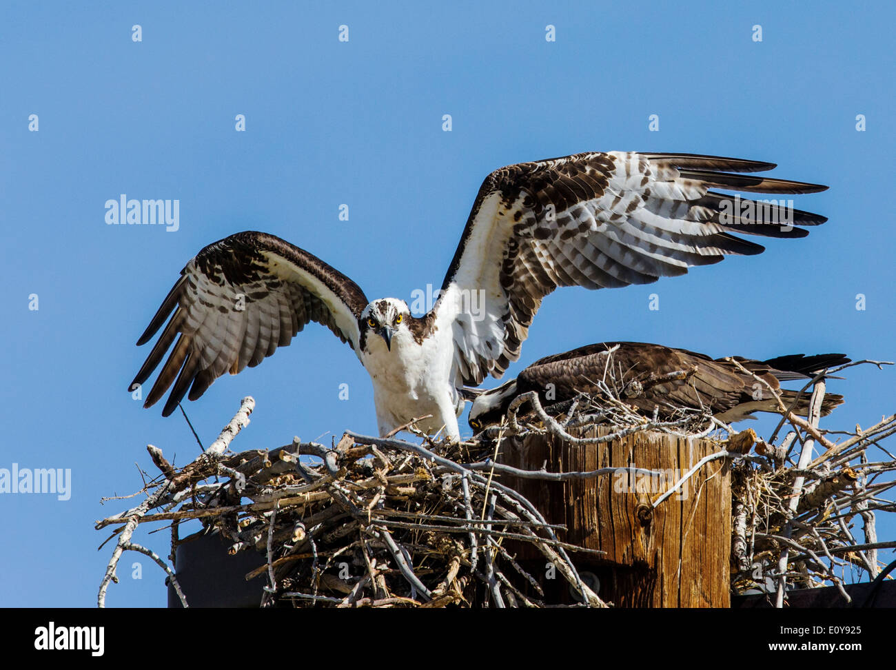Osprey on nest, Pandion haliaetus, sea hawk, fish eagle, river hawk ...