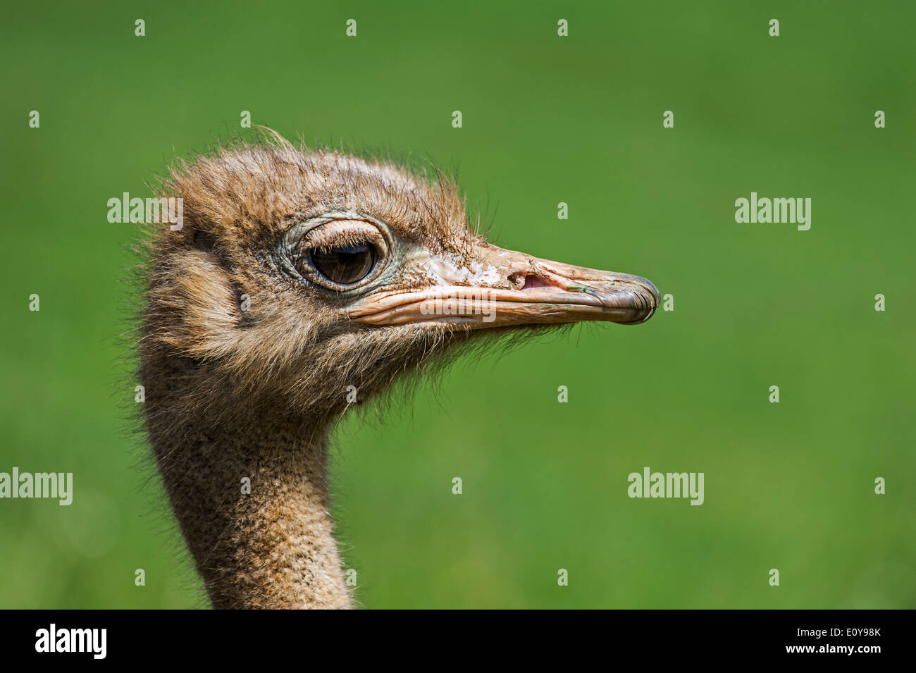 Common ostrich (Struthio camelus) close up of head Stock Photo - Alamy