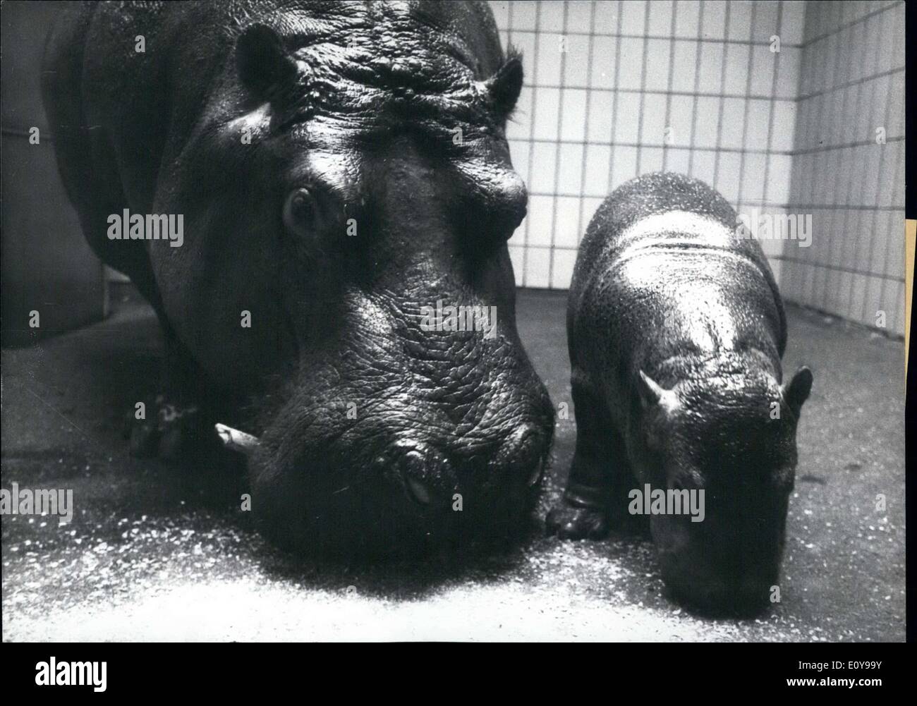 Aug. 26, 1969 - Pictured is hippo mother Toni and baby hippo Gretel at ...