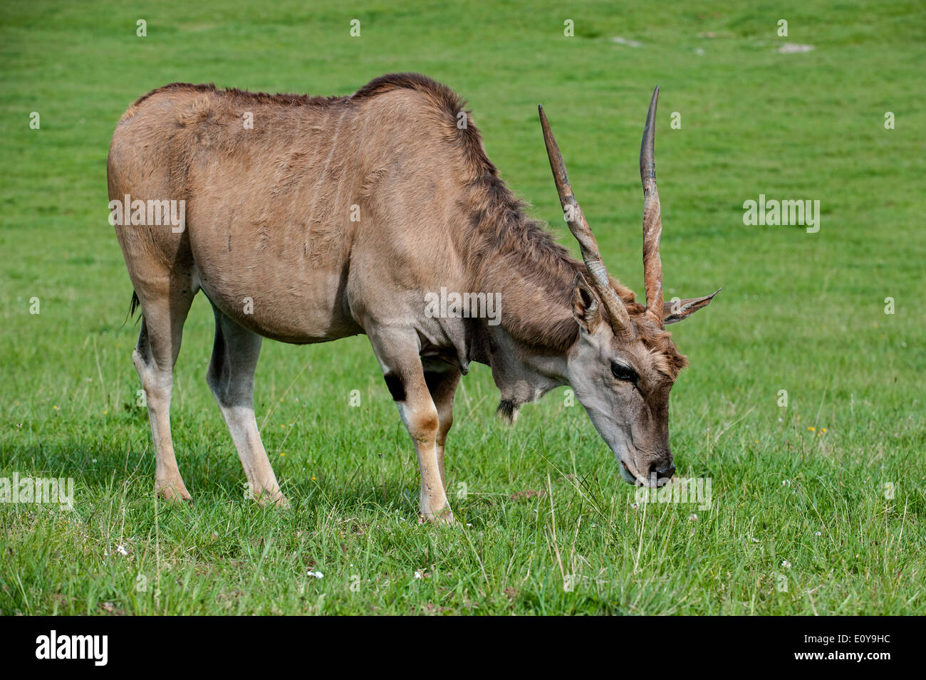 Common eland / southern eland / eland antelope (Taurotragus oryx ...