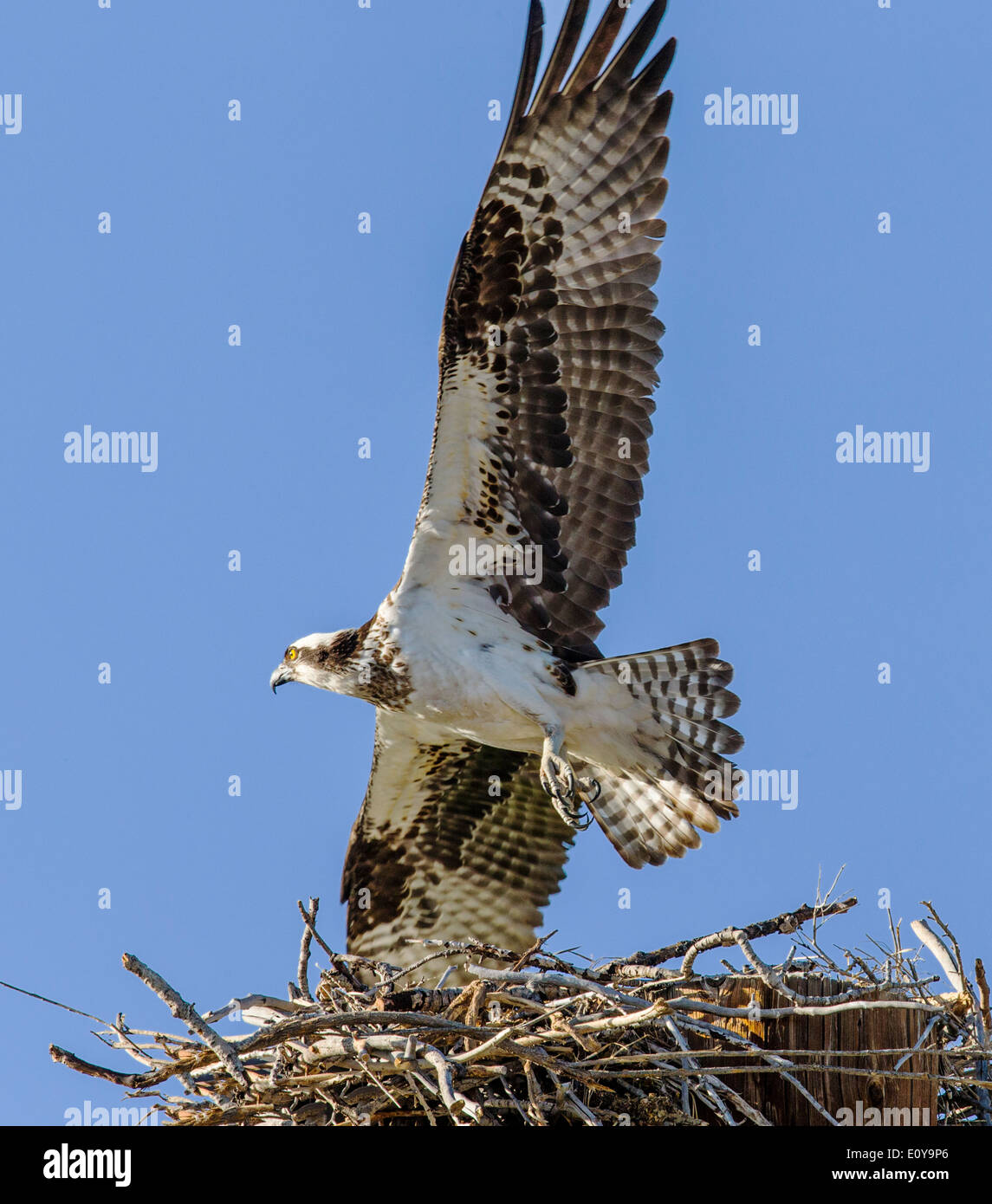 Osprey on nest, Pandion haliaetus, sea hawk, fish eagle, river hawk ...