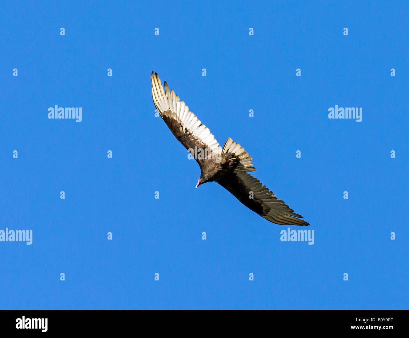 Turkey Vulture (Cathartes aura), turkey buzzard, genus Cathartes ...