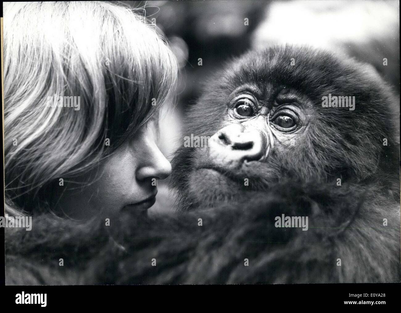 Coco the gorilla hi-res stock photography and images - Alamy
