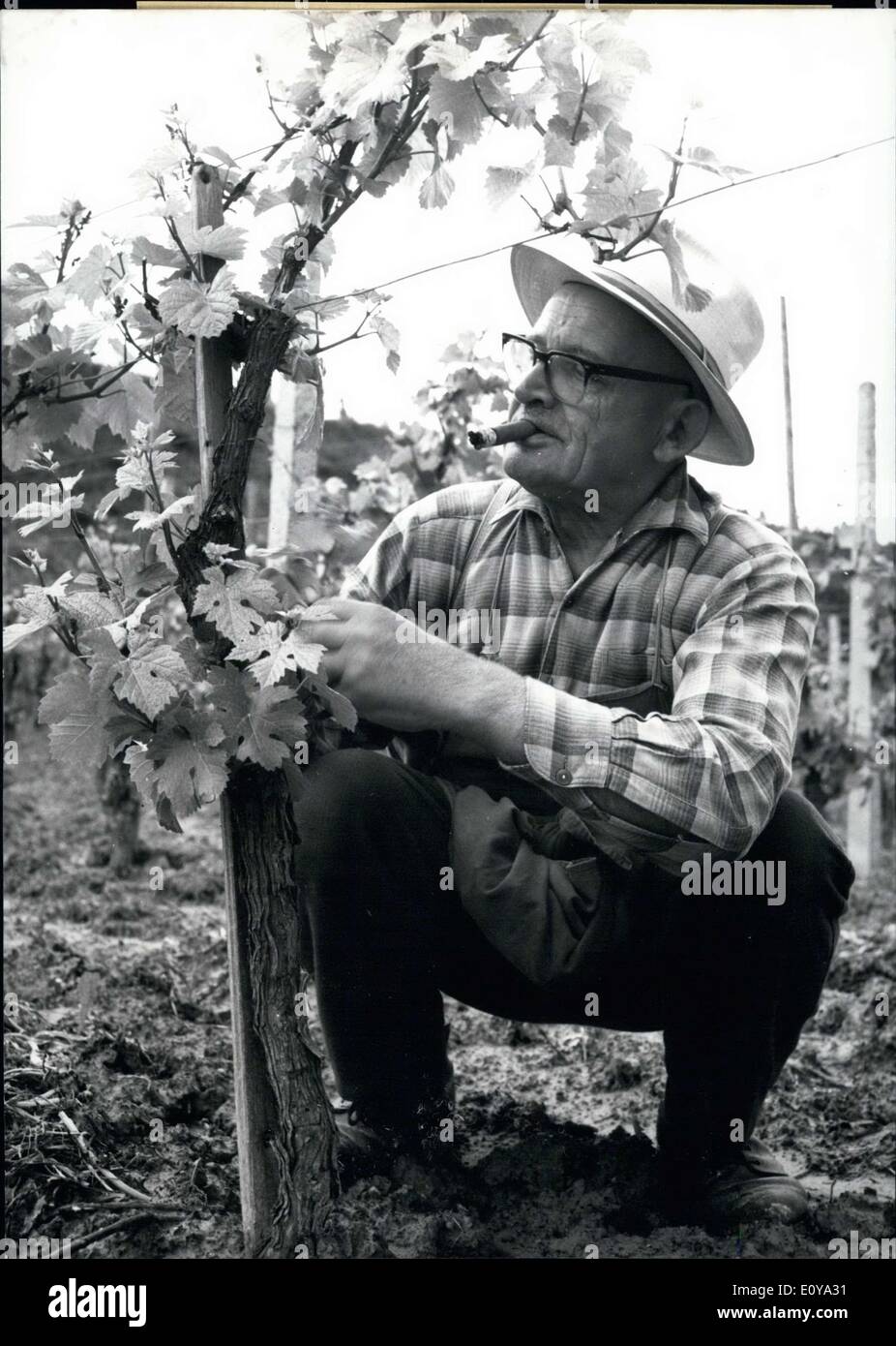 Jun. 24, 1969 - No rest for the wine grower. From spring to fall this ...