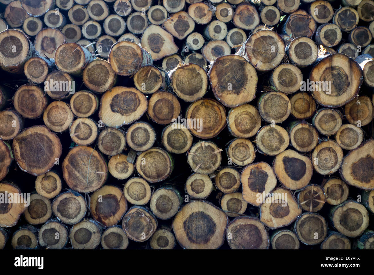 Europe, UK, England, log stack Stock Photo - Alamy