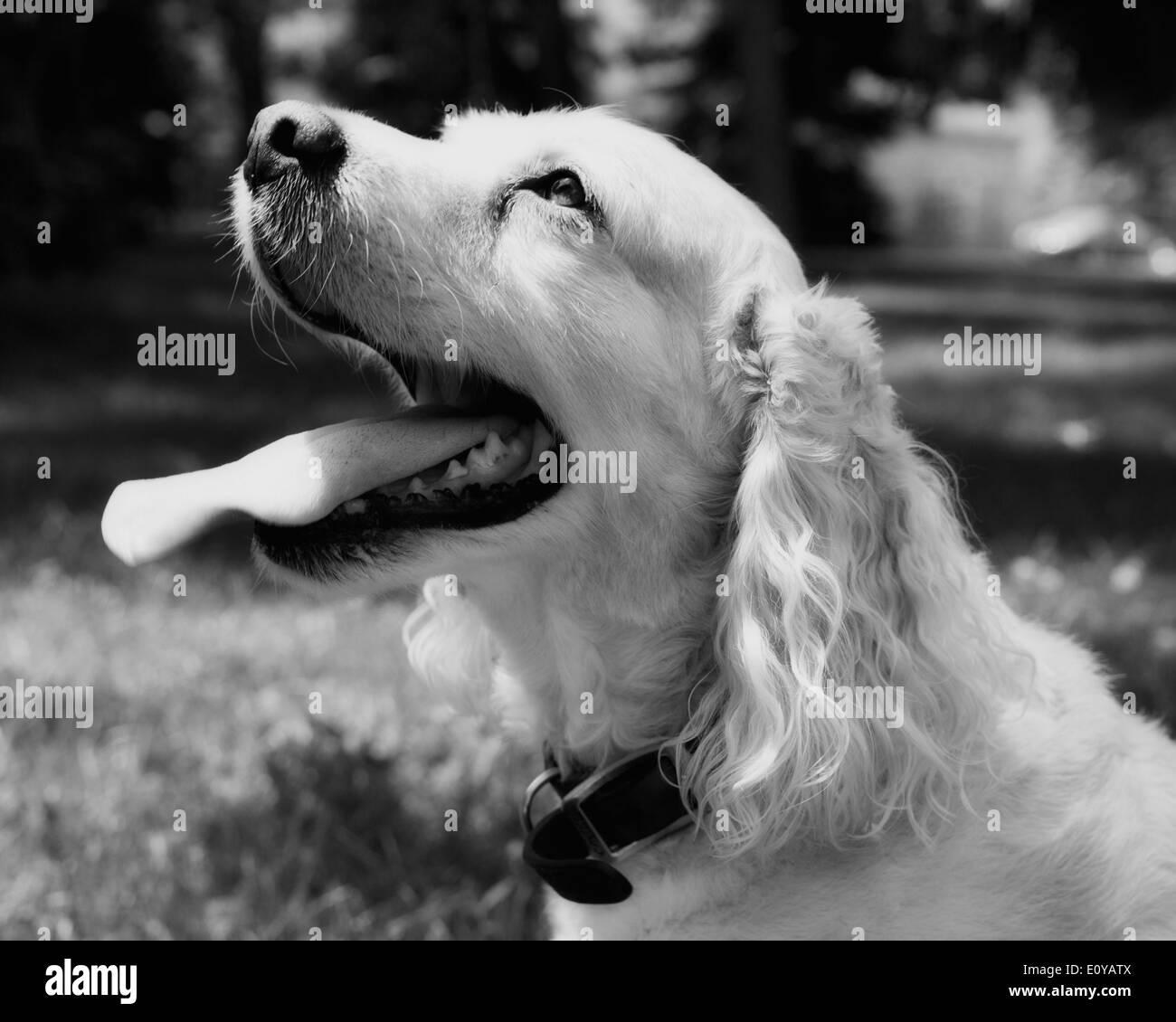 Cocker spaniel happy hi-res stock photography and images - Alamy