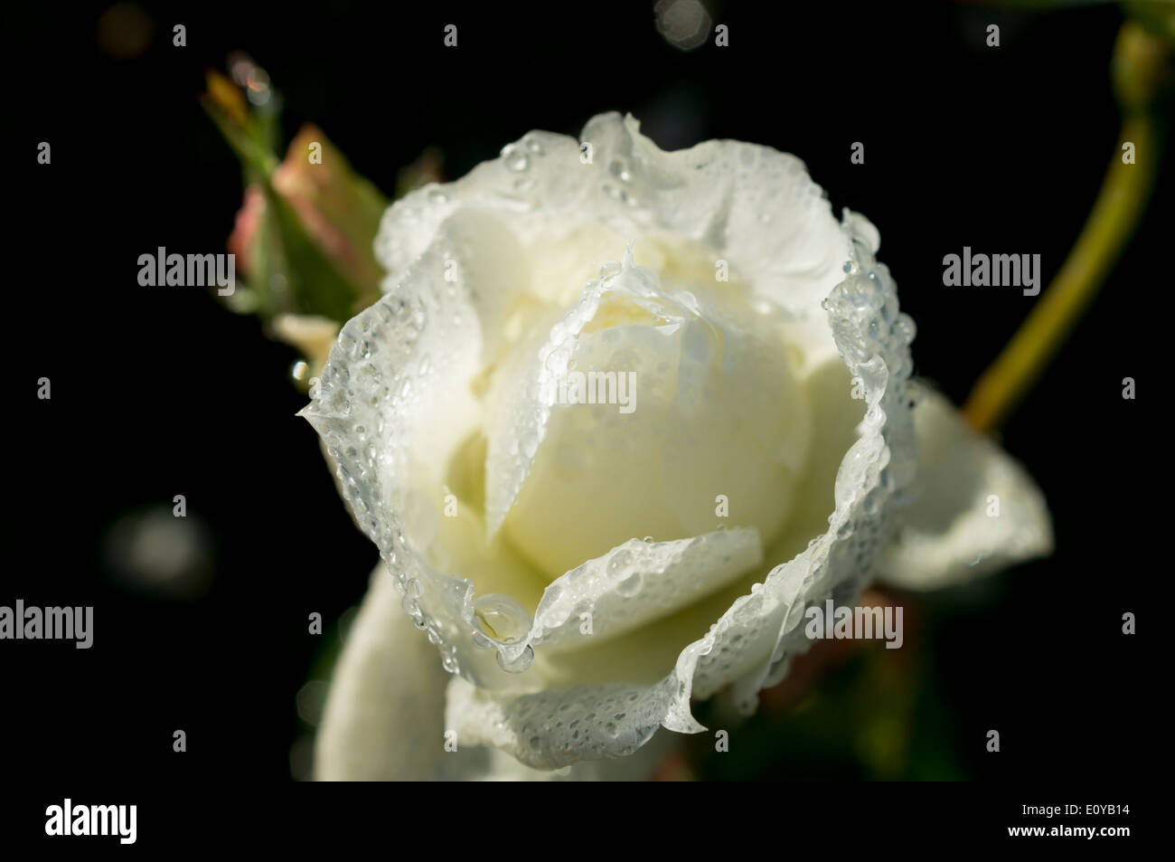 Europe, UK, England, London, Kew Gardens white rose Stock Photo - Alamy