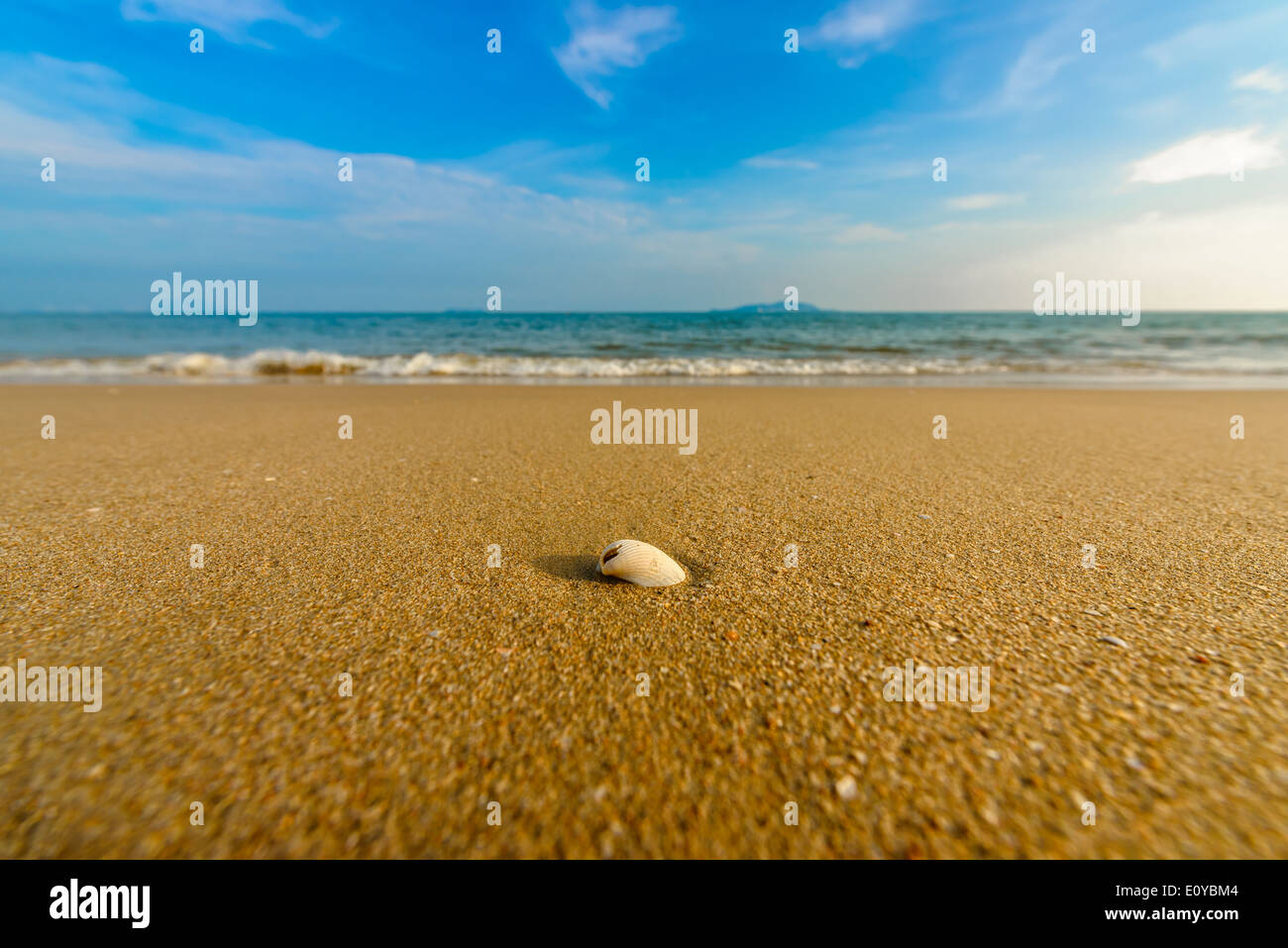 A broken shell on the beach Stock Photo - Alamy