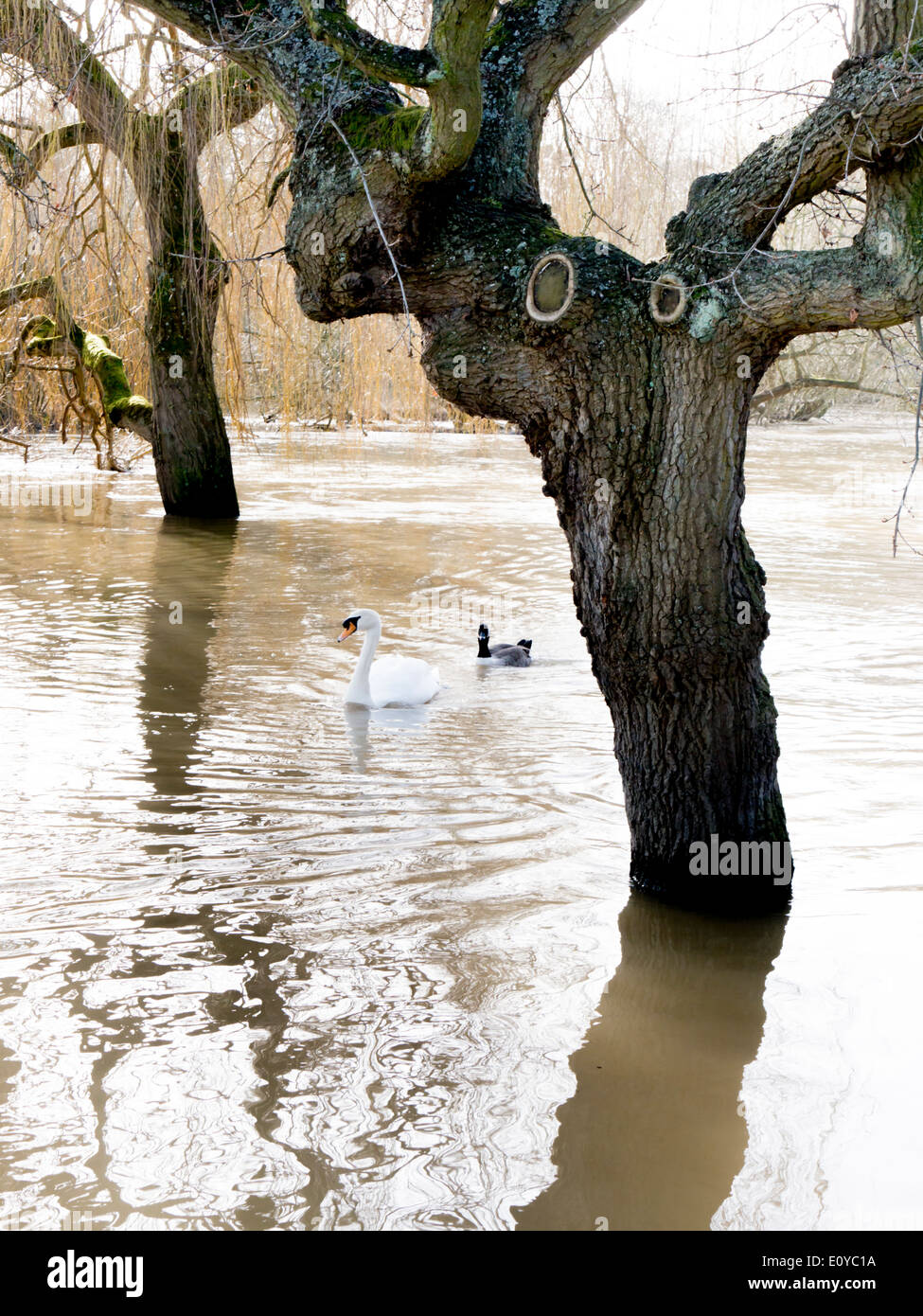 europe, UK, England, Surrey, Cobham floods 2014 Stock Photo - Alamy