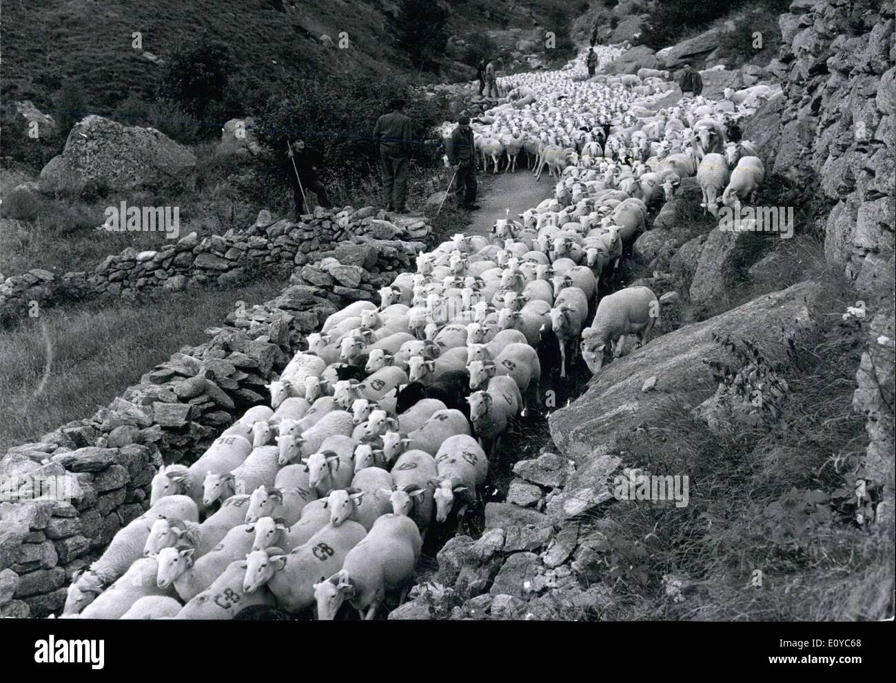 1969 returning the sheep to pasture hi-res stock photography and images ...