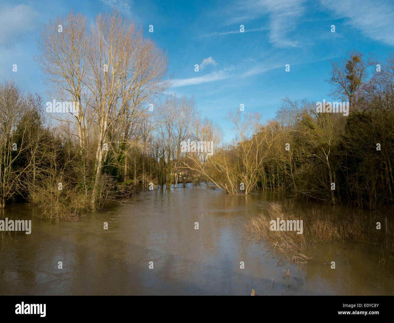 europe, UK, England, Surrey, Cobham floods rural tree 2014 Stock Photo ...