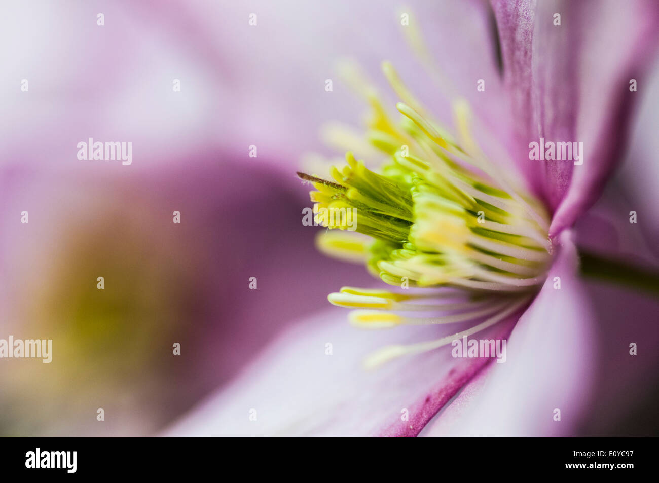 Closeup of the stamen and filaments of a Clematis flower Stock Photo ...