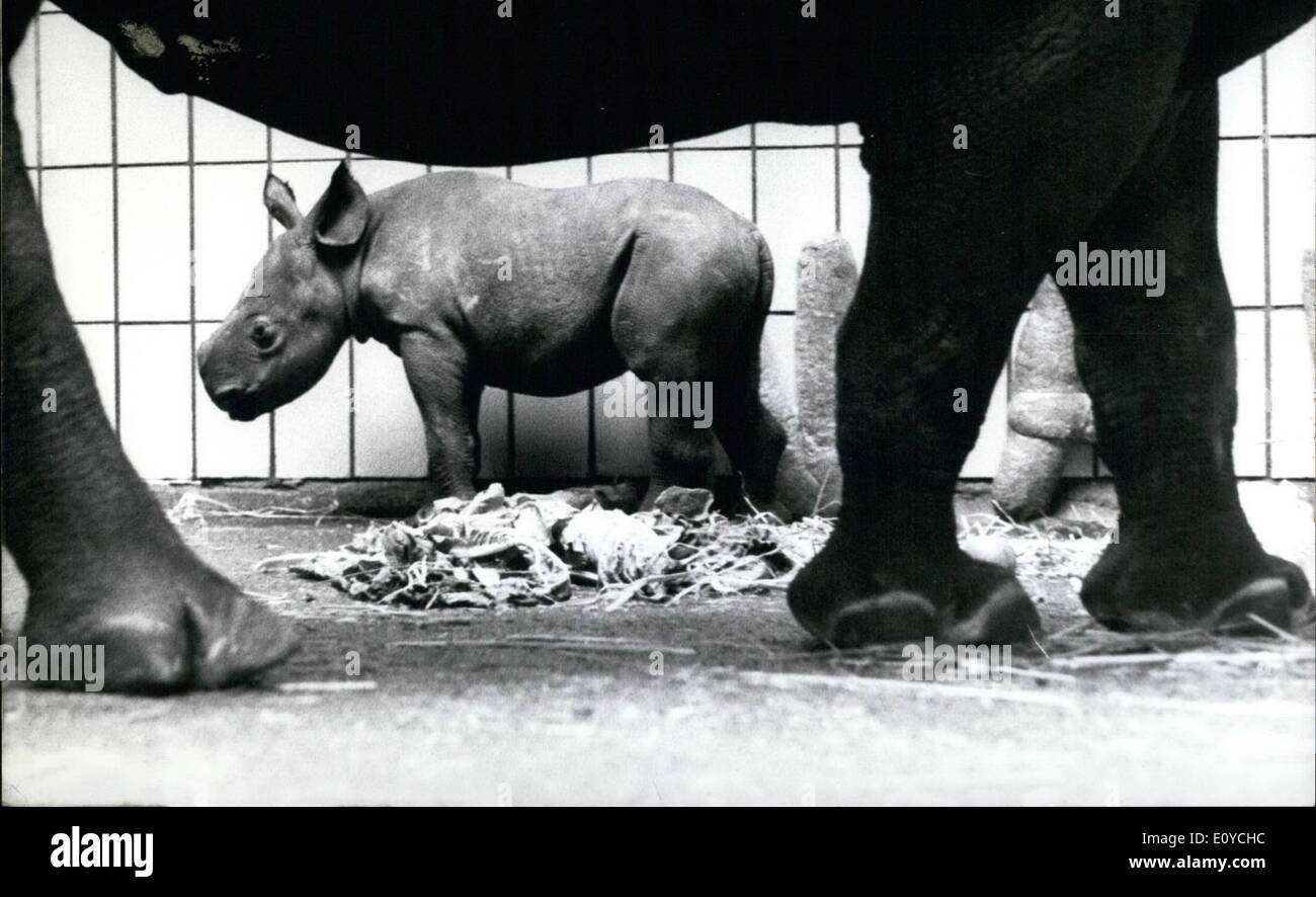 Nov 11 1969 Rhino Births Are Among The Rarest And Most Valuable Zoo