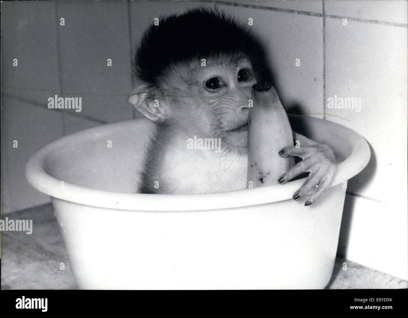Dec. 01, 1969 - This little mandrill monkey baby is clinging to a ...