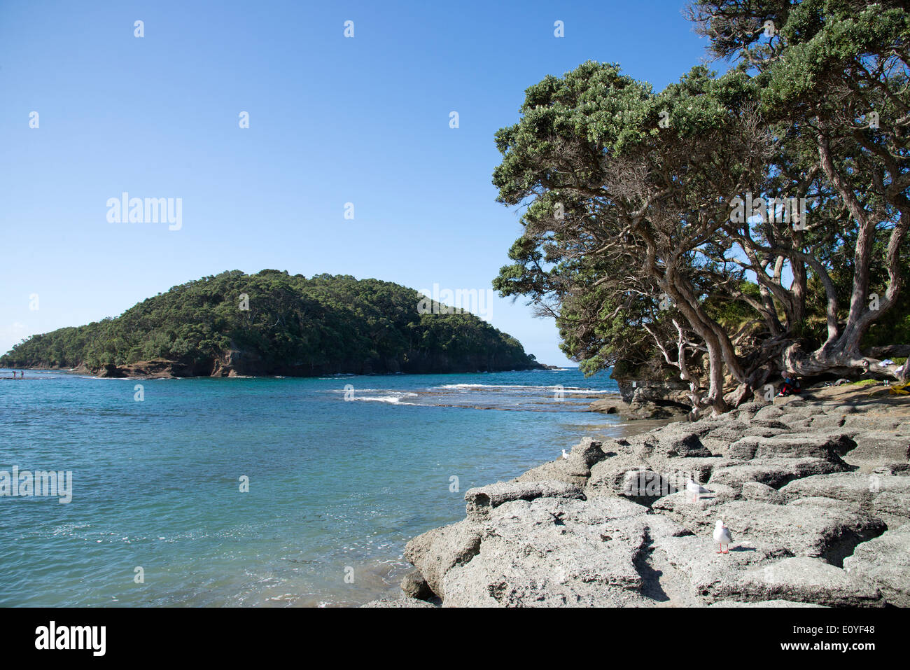 Cape rodney okakari point marine reserve hi-res stock photography and ...