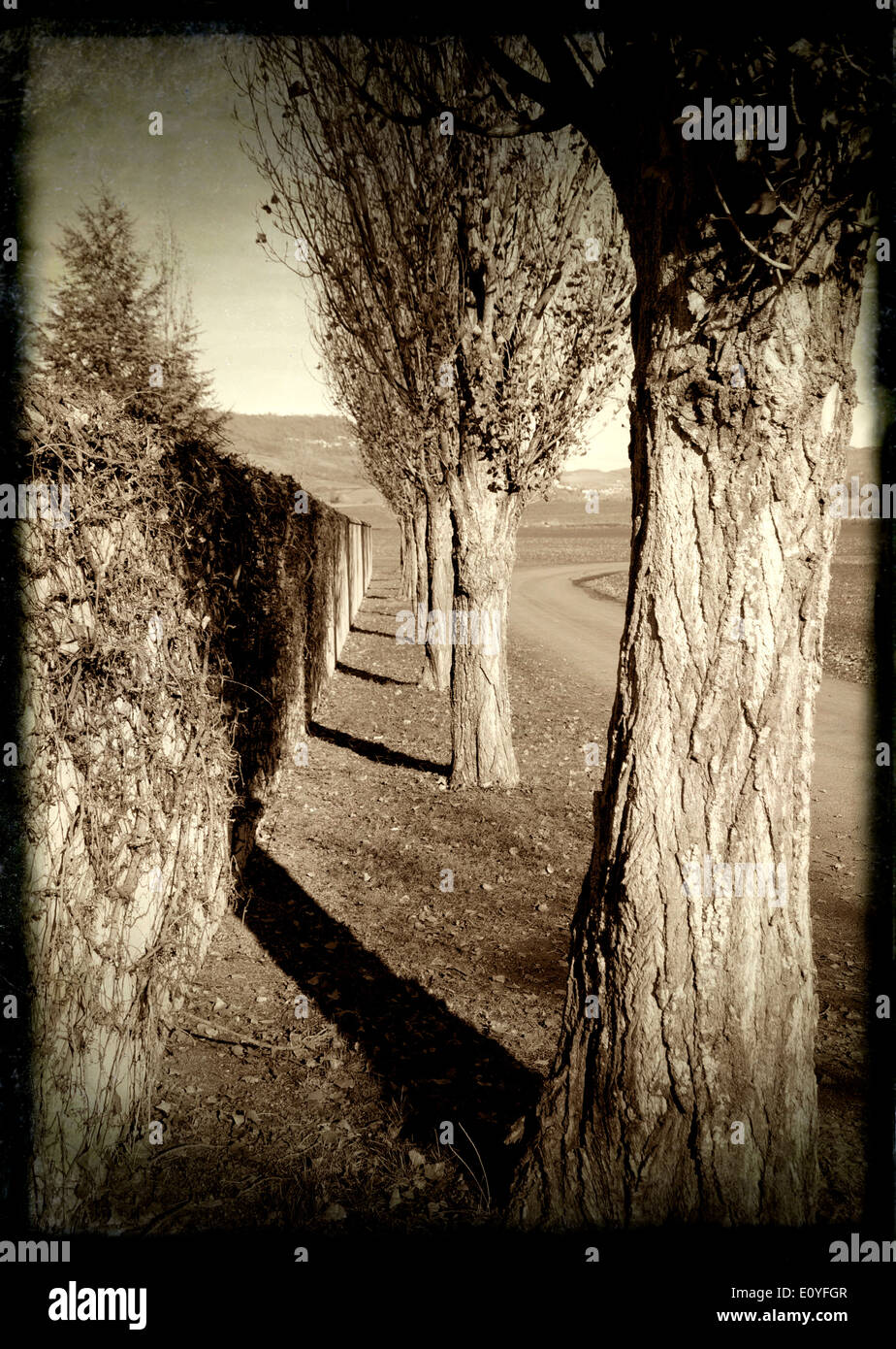 Road Next To Trees High Resolution Stock Photography and Images - Alamy