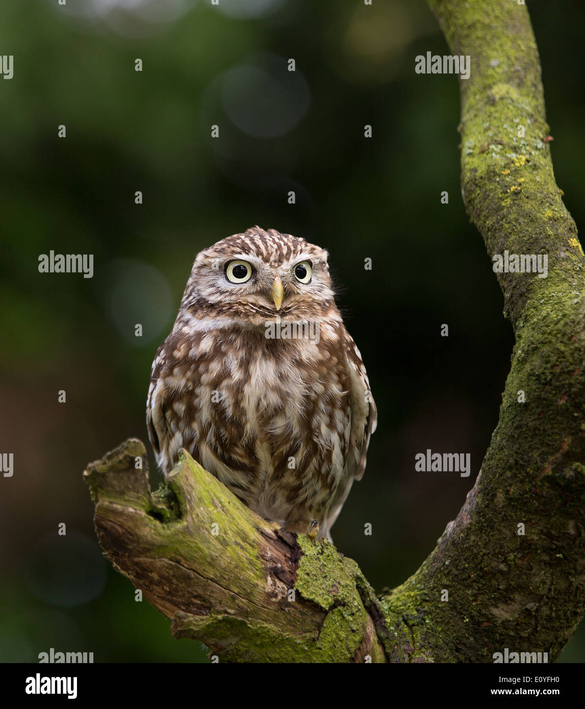 Owl sitting in tree hi-res stock photography and images - Alamy