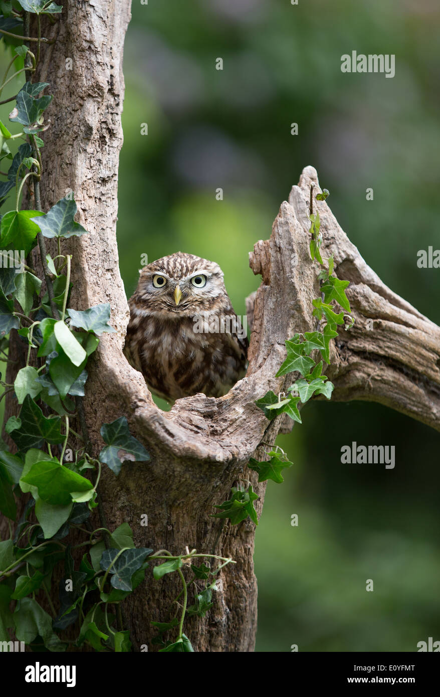 Little Owl sitting in tree Stock Photo - Alamy