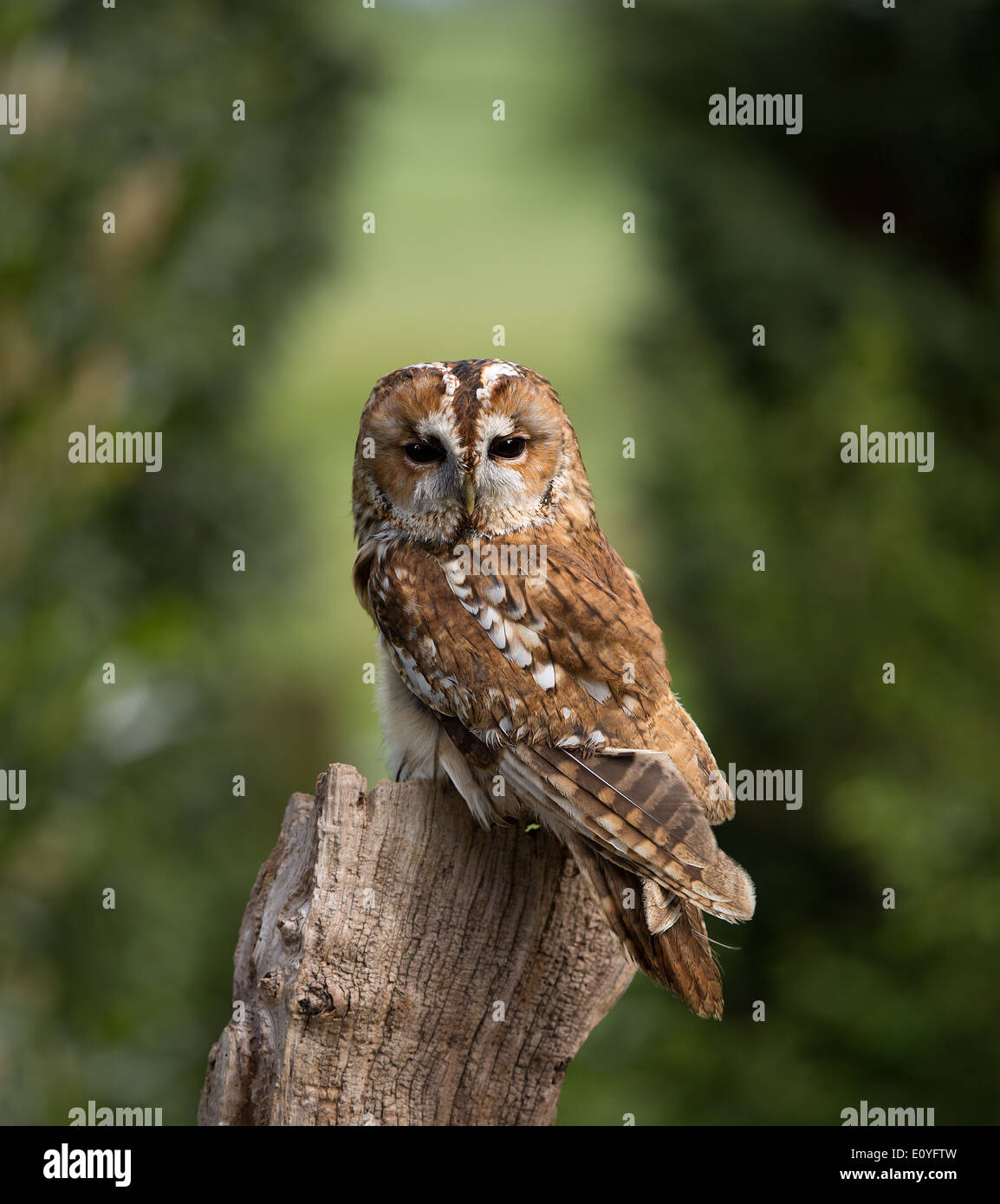 Tawny Owl ( Strix aluco) sitting on garden post Stock Photo - Alamy
