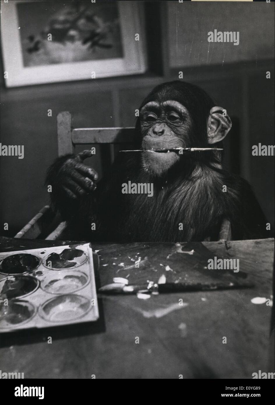 Congo the chimpanzee artist hi-res stock photography and images - Alamy