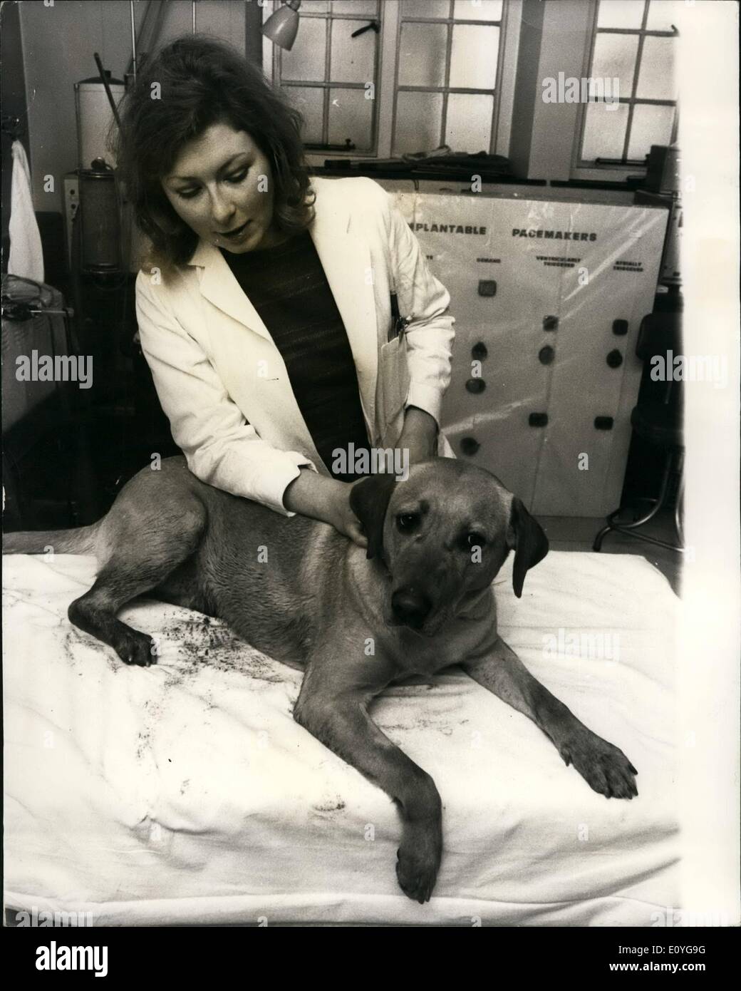 Apr. 04, 1970 - Europe's First Atomic powered dog: A labrador called ...