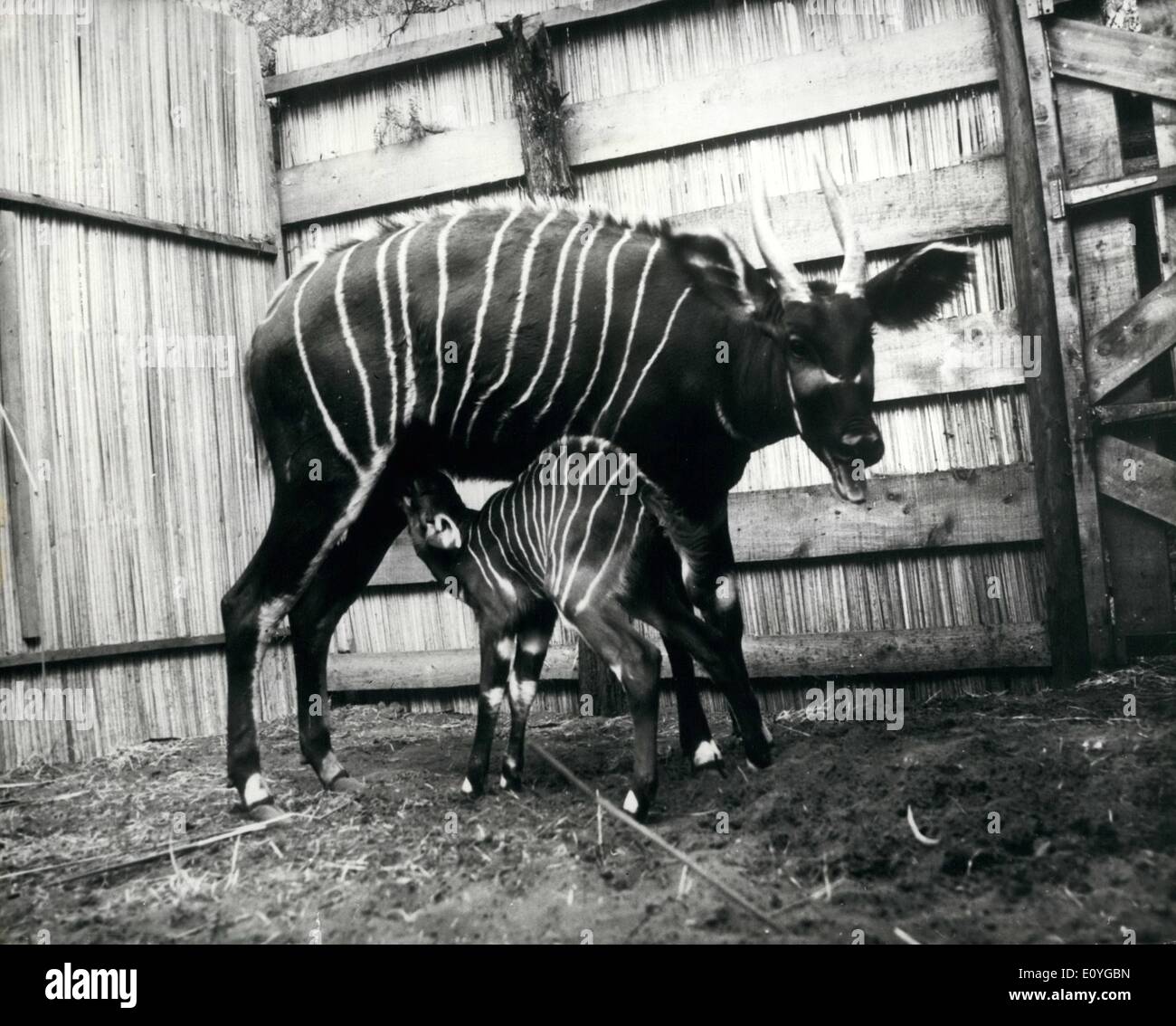 Apr. 04, 1970 - Feeding Time For The Little Bongo: The Bongo is a very ...
