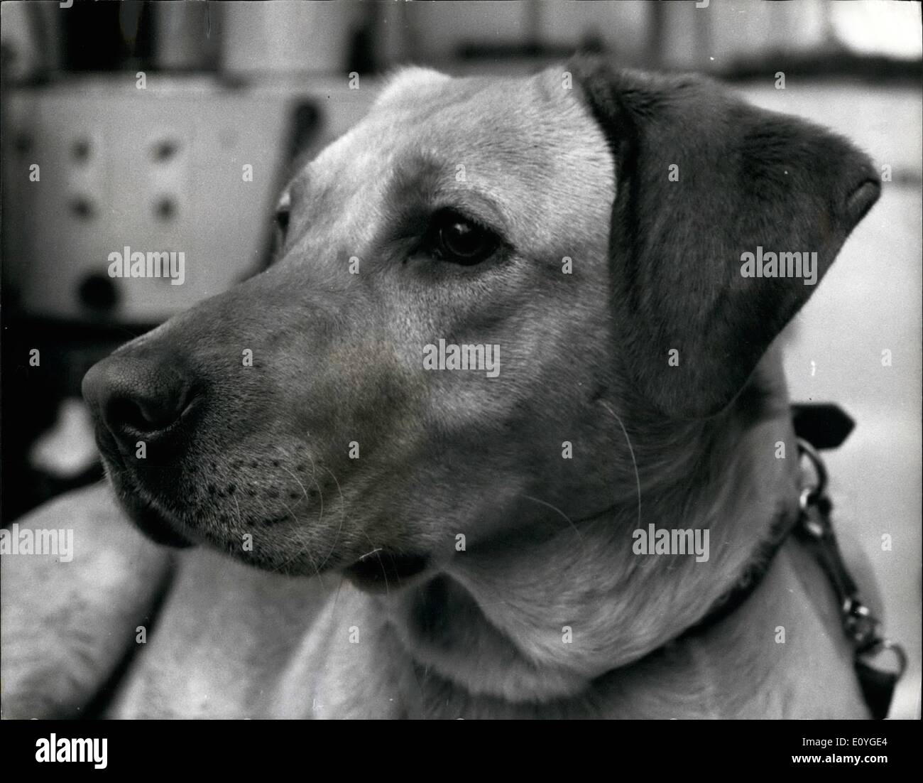 Apr. 04, 1970 - Europe's First Atomic Powered Dog: A Labrador called ...