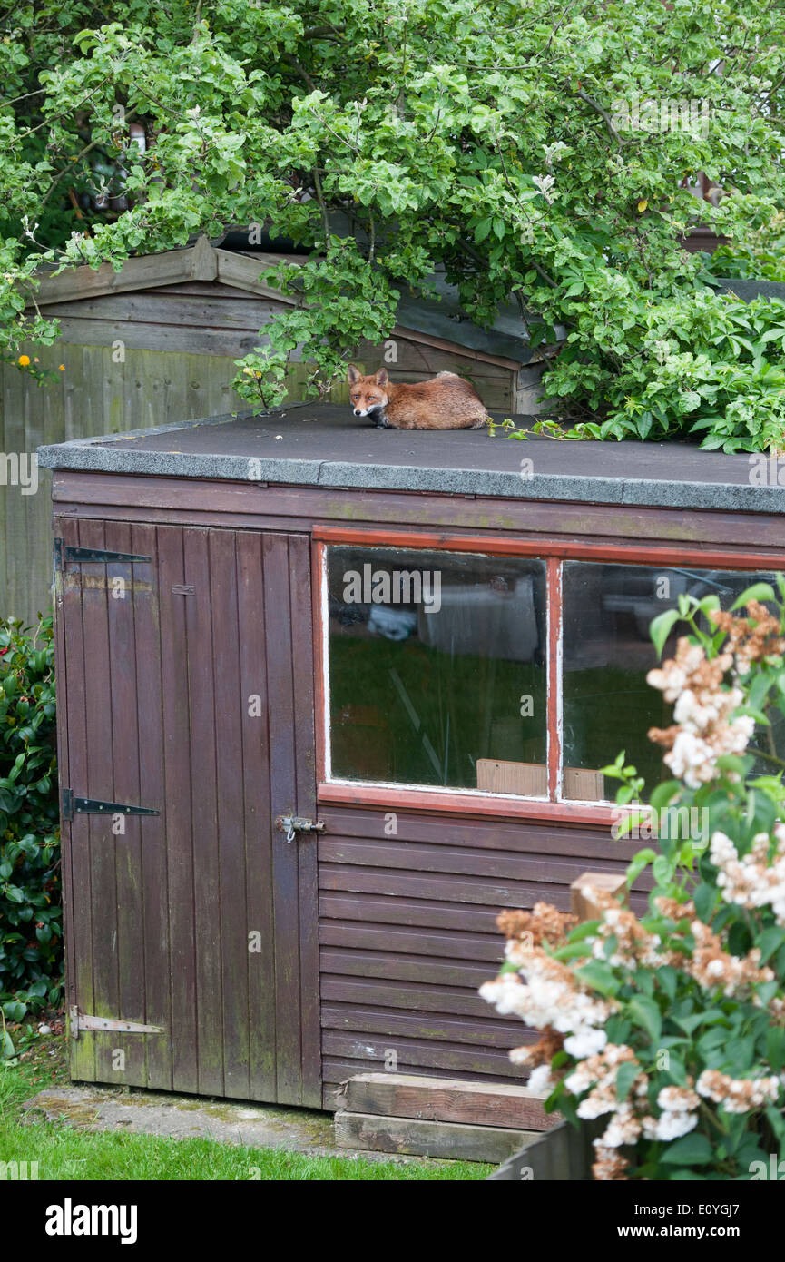 Garden shed with fox hi-res stock photography and images - Alamy