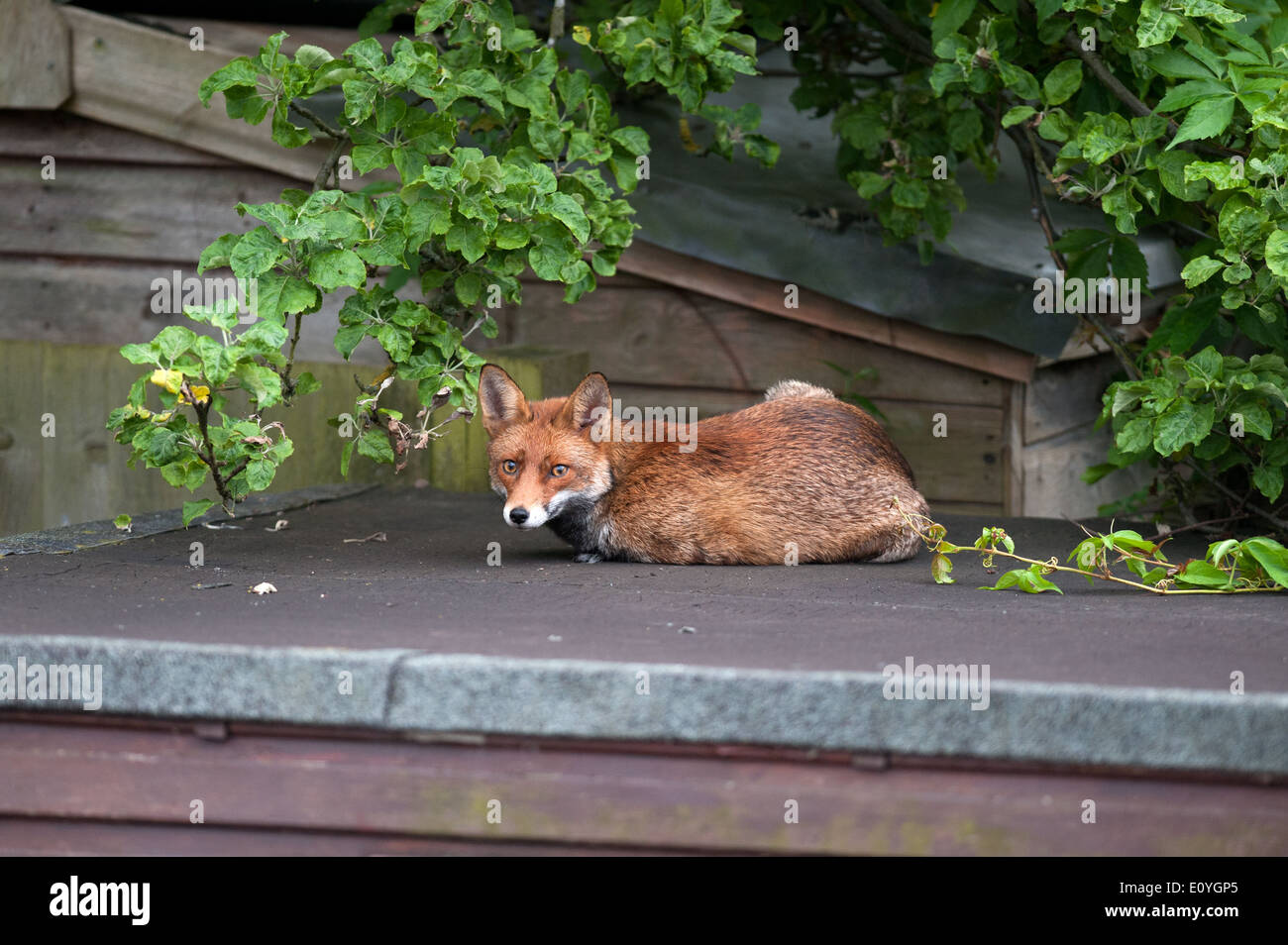 Garden shed with fox hi-res stock photography and images - Alamy